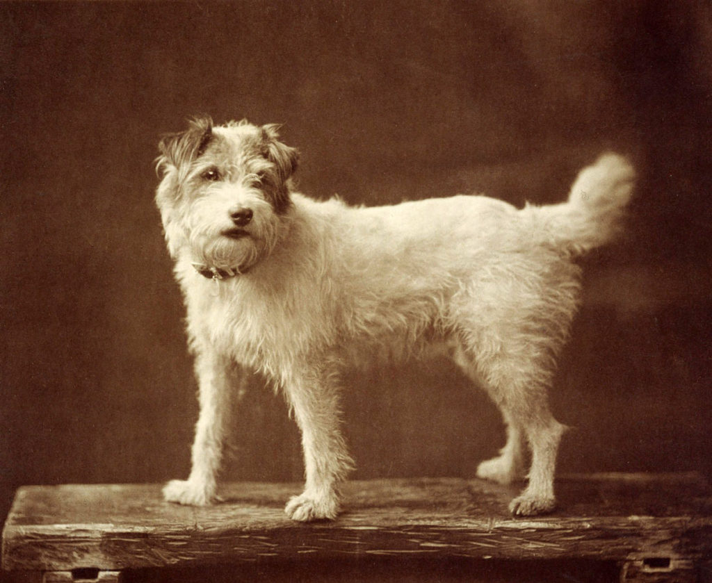 ValerieMangin.com | Caesar, l’ancêtre de Milou